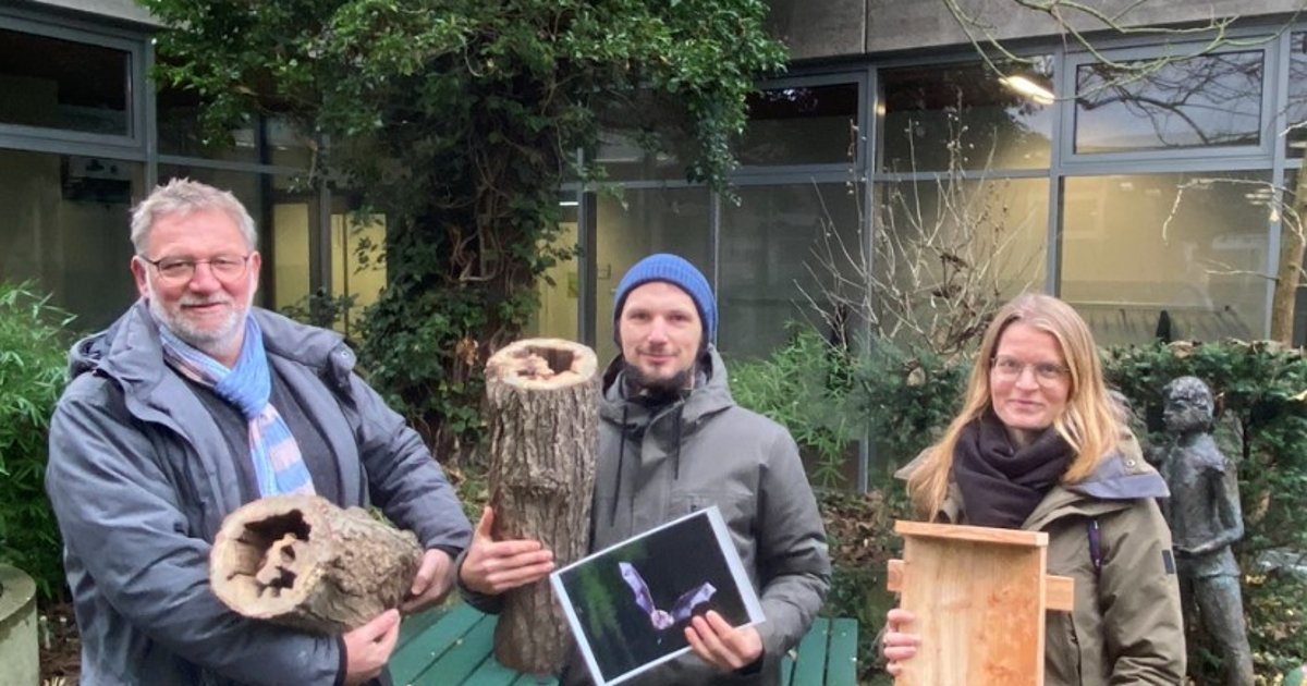 Standorte für 400 Fledermauskästen festgelegt | Stadt Emsdetten
