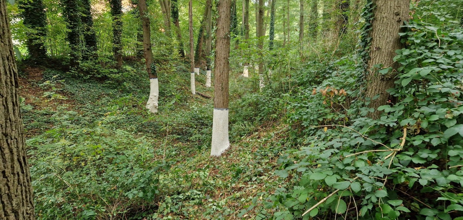 Max-Clemens-Kanal – Kalkung der Bäume erneuert | Stadt Emsdetten