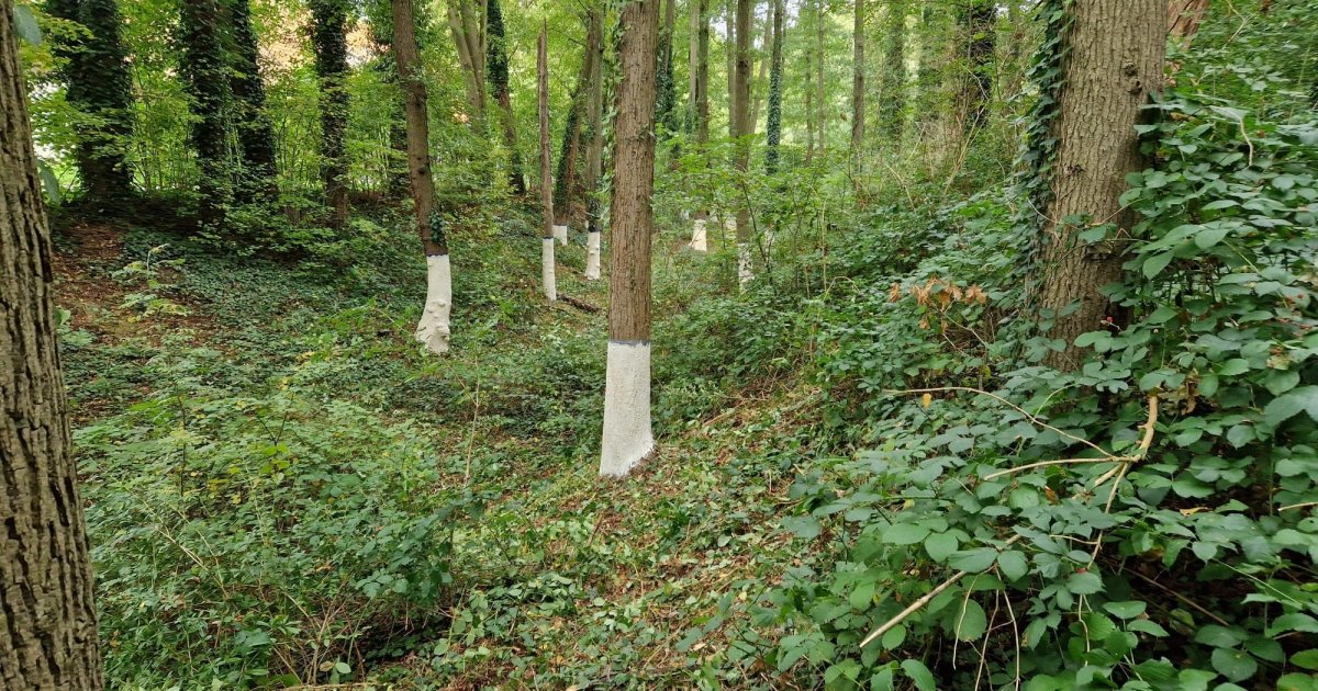 Max-Clemens-Kanal – Kalkung der Bäume erneuert | Stadt Emsdetten
